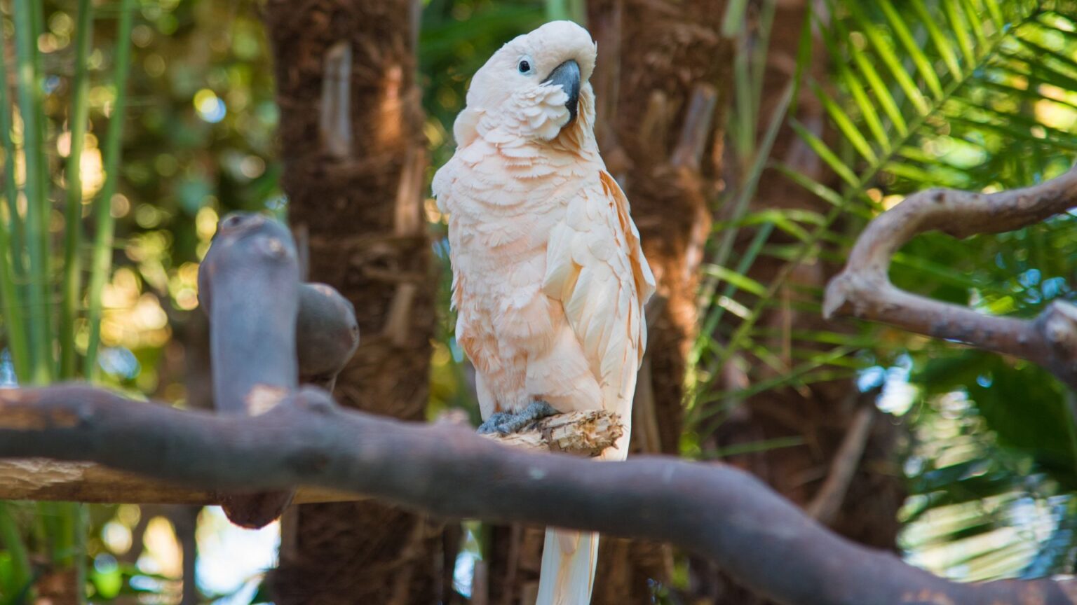 Cacatua Alba – PsitaSol