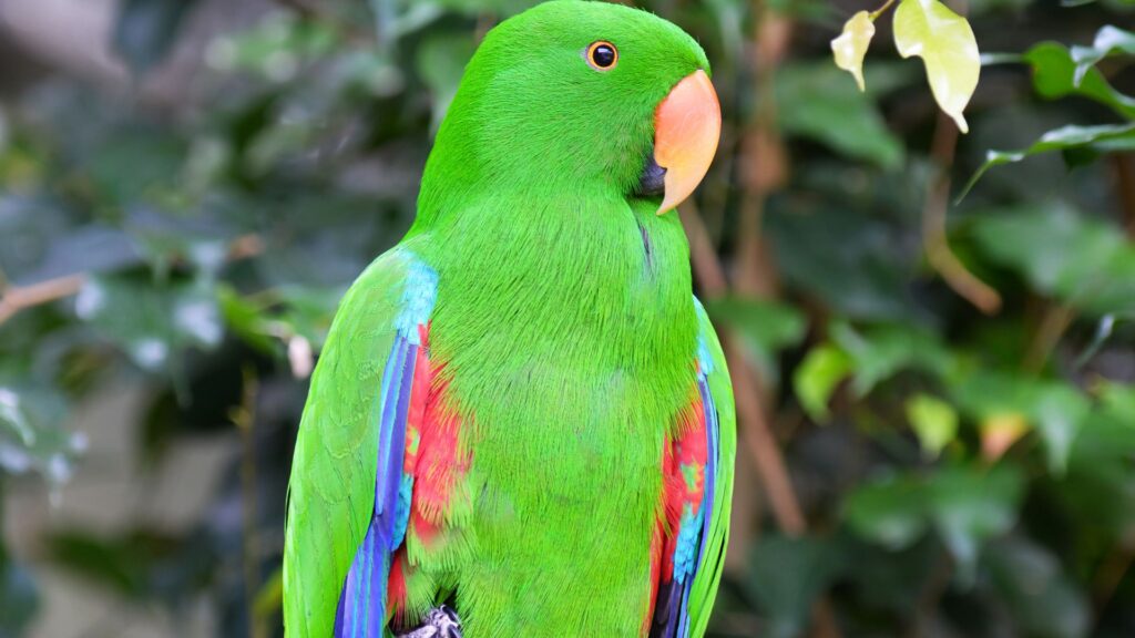 Papagaio Ecletus – PsitaSol